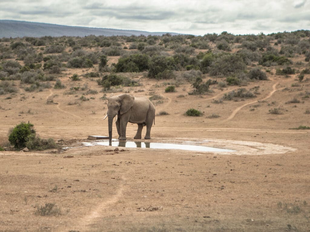 Addo Elephant - National Parks Explorer