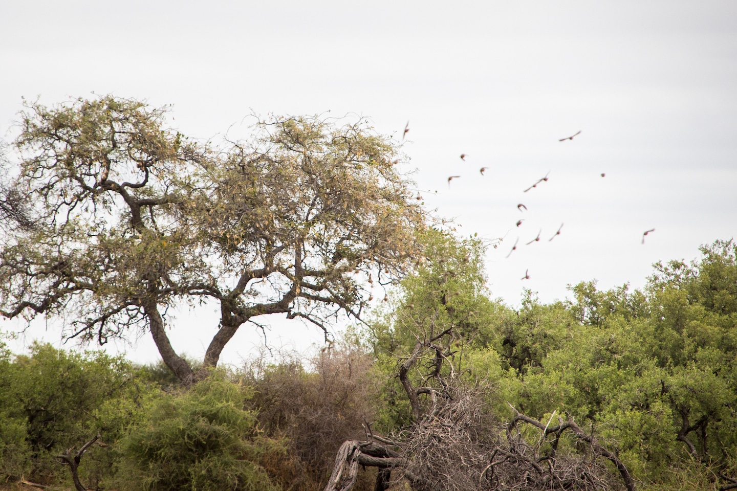 Mapungubwe - National Parks Explorer