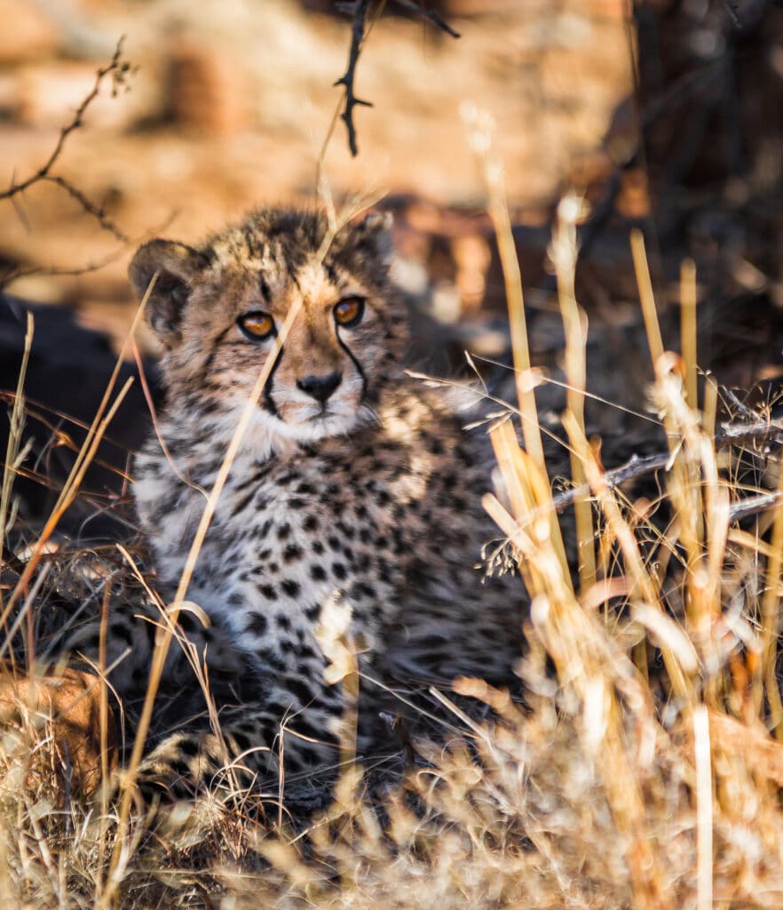 Table Mountain - National Parks Explorer